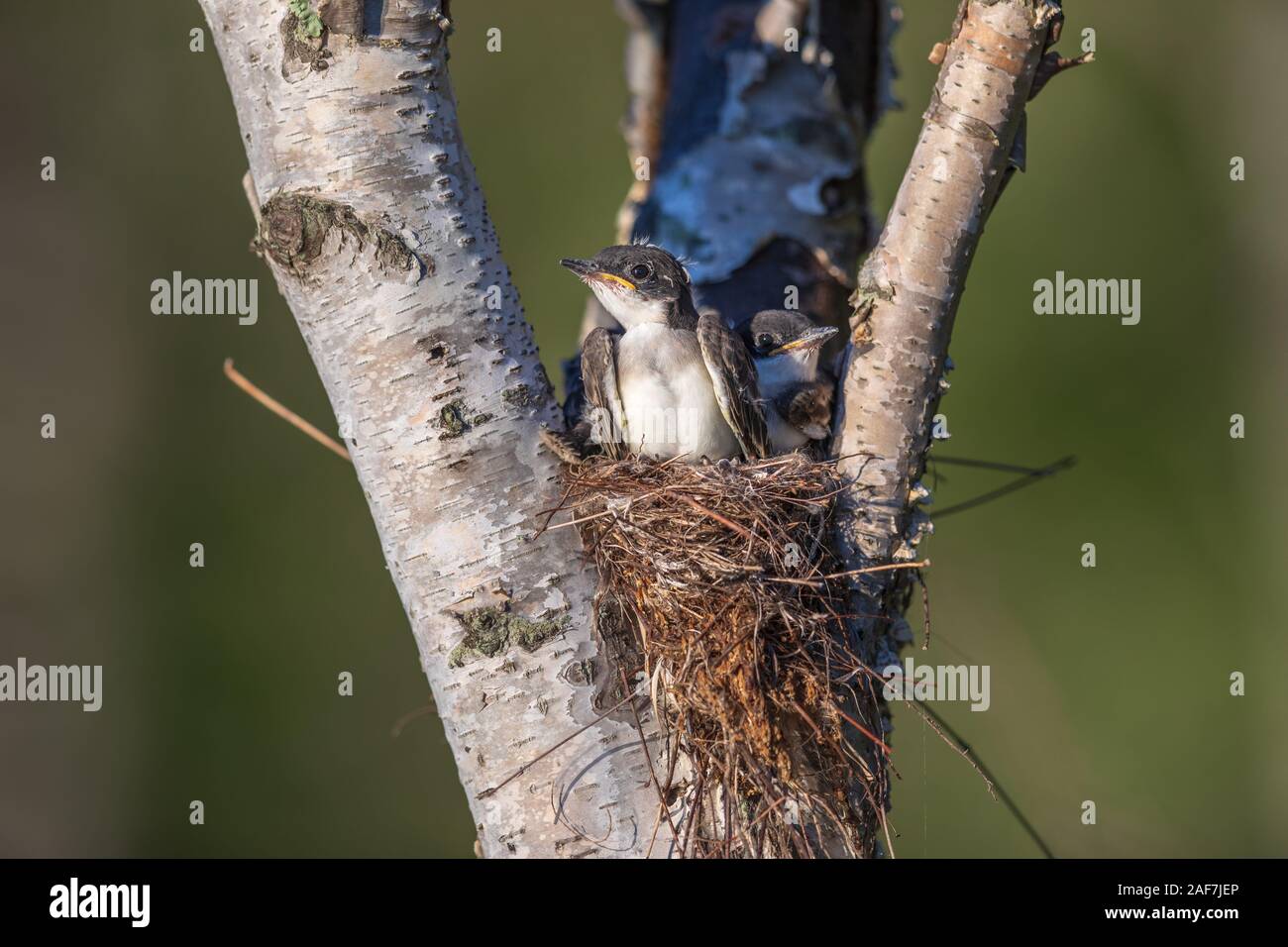 Nesting kingbirds hi-res stock photography and images - Alamy