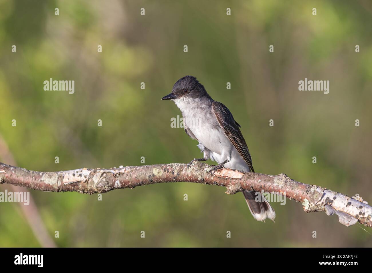 One adult kingbird hi-res stock photography and images - Alamy