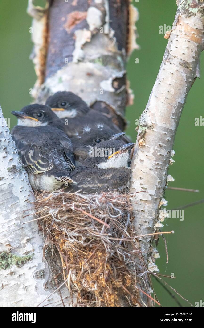 Nesting kingbirds hi-res stock photography and images - Alamy