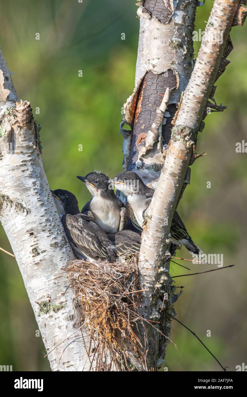 Eastern kingbird - nestlings Stock Photo - Alamy