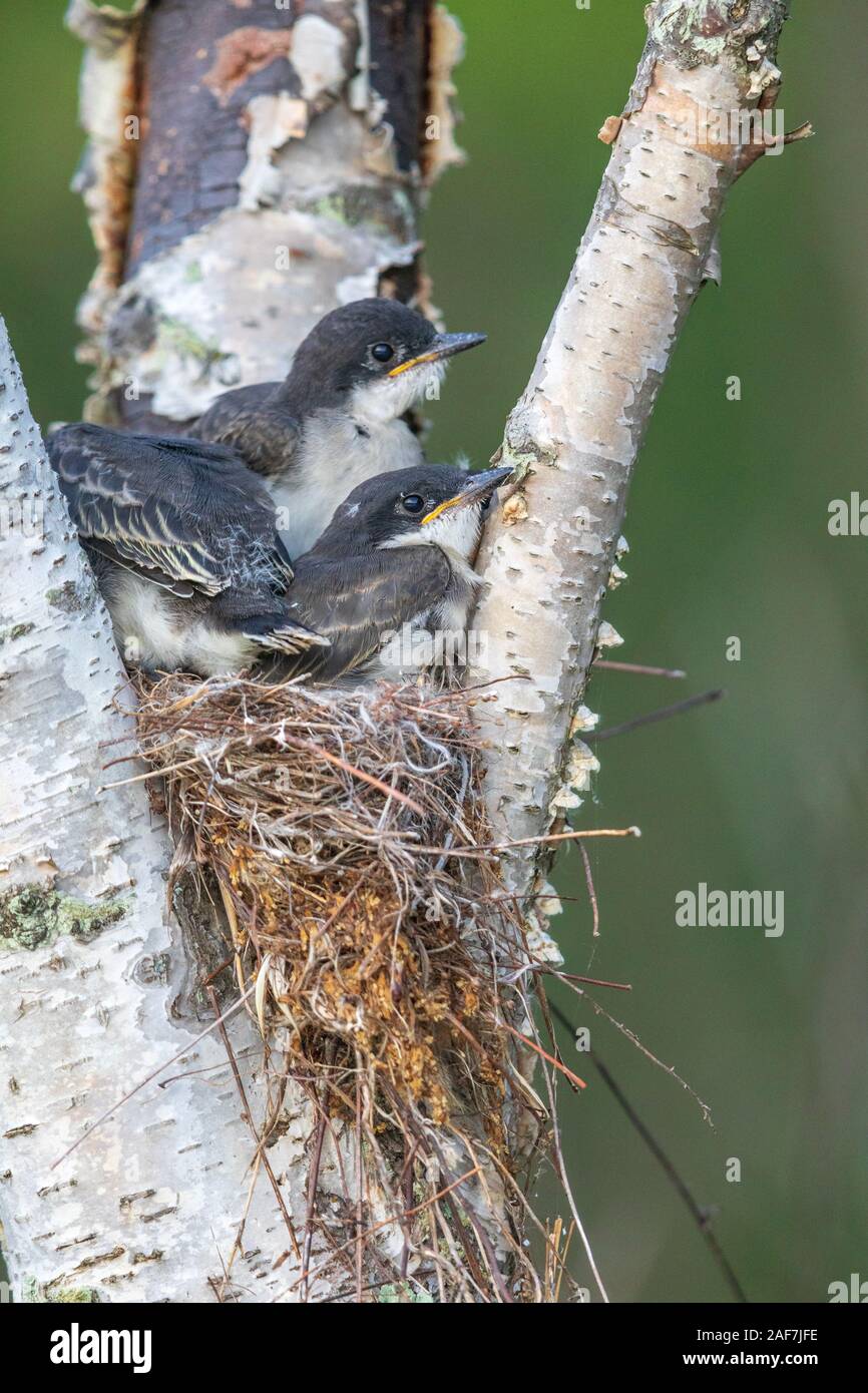 Nesting kingbirds hi-res stock photography and images - Alamy