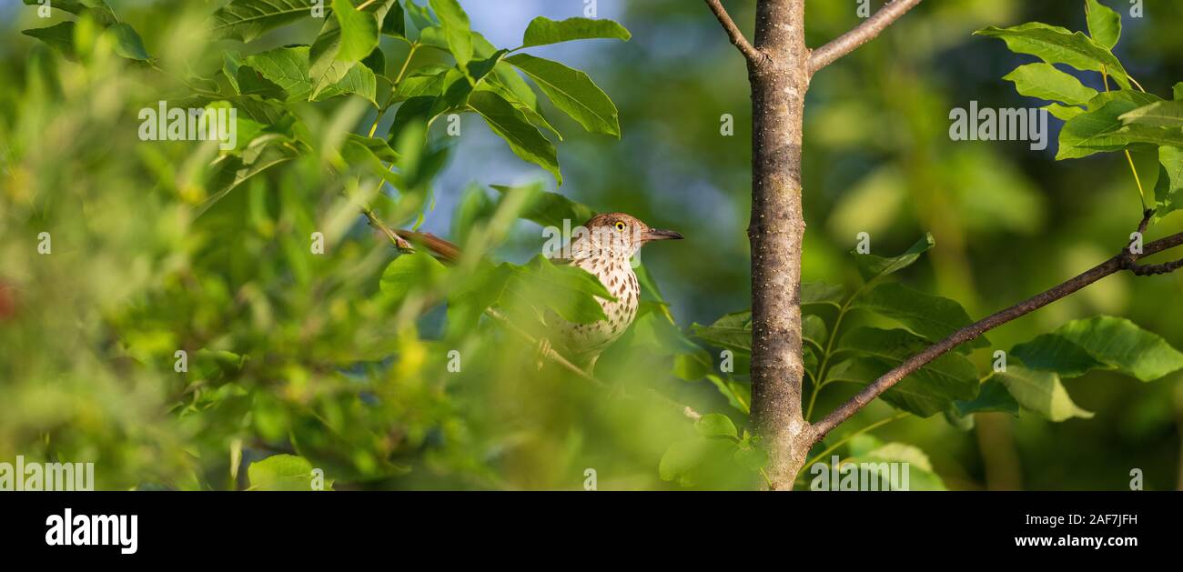 Brown thrasher in northern Wisconsin Stock Photo - Alamy