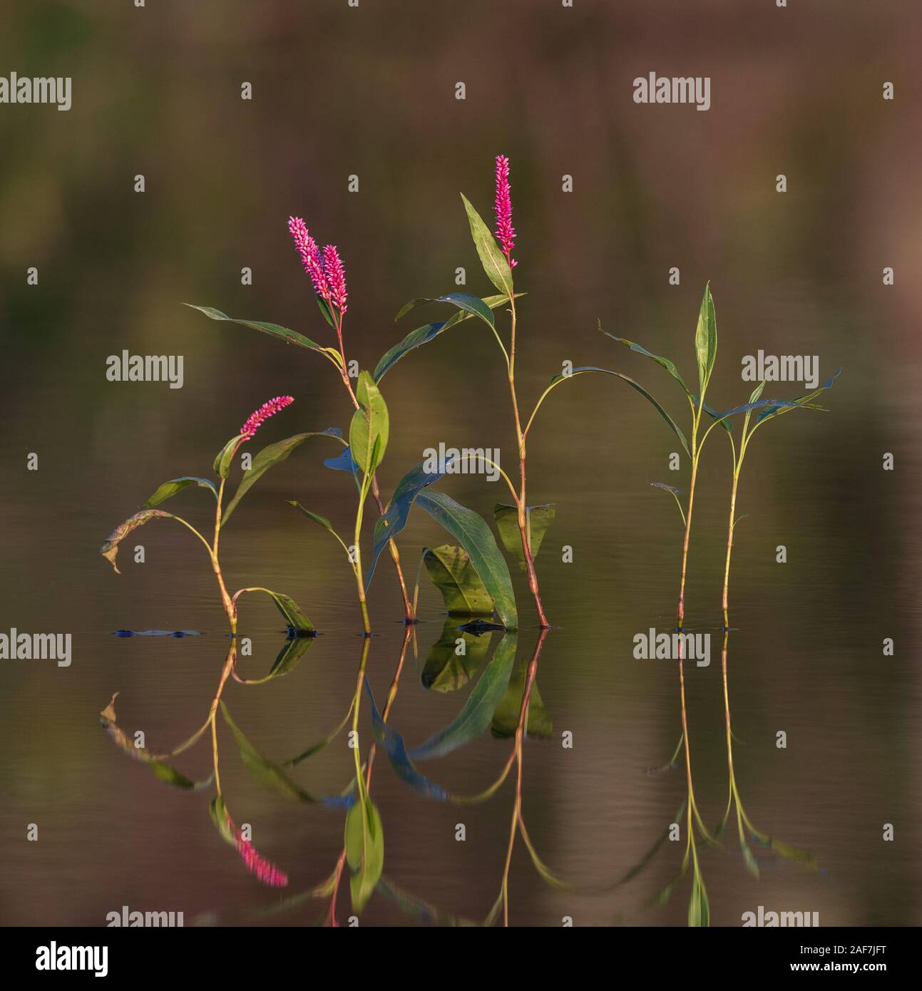 Smartweed family hi-res stock photography and images - Alamy