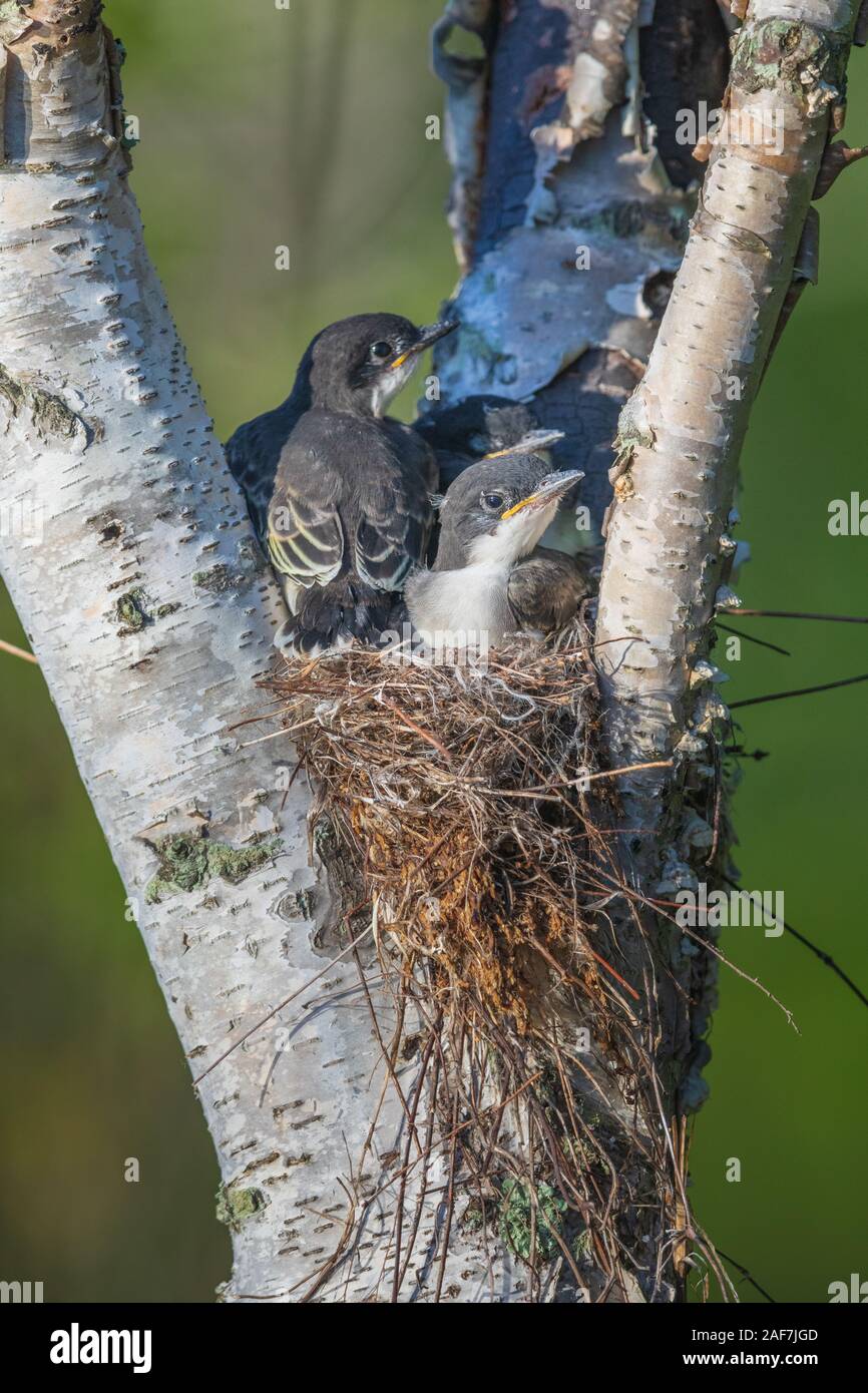 Nesting kingbirds hi-res stock photography and images - Alamy