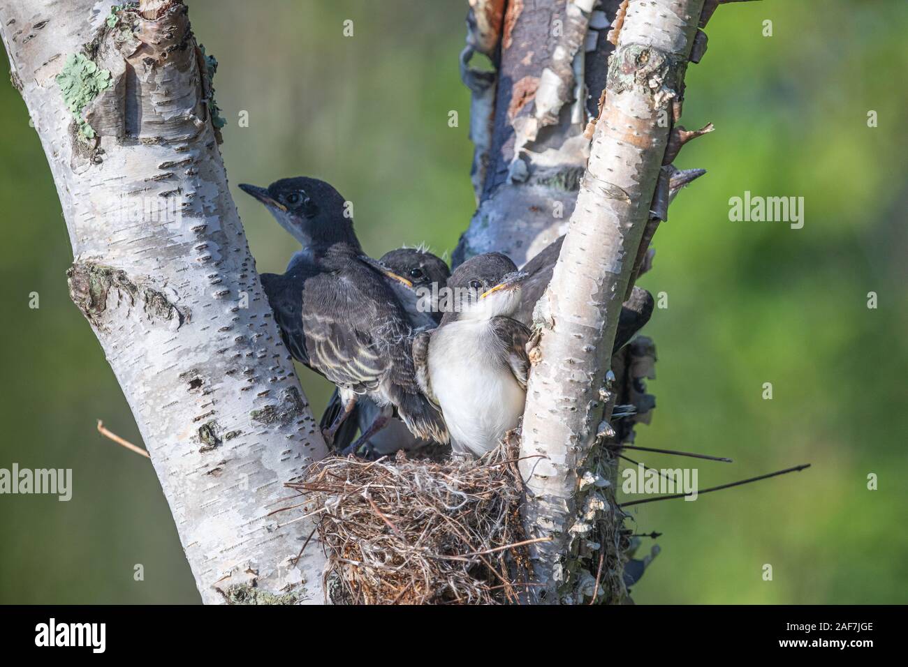 Nesting kingbirds hi-res stock photography and images - Alamy