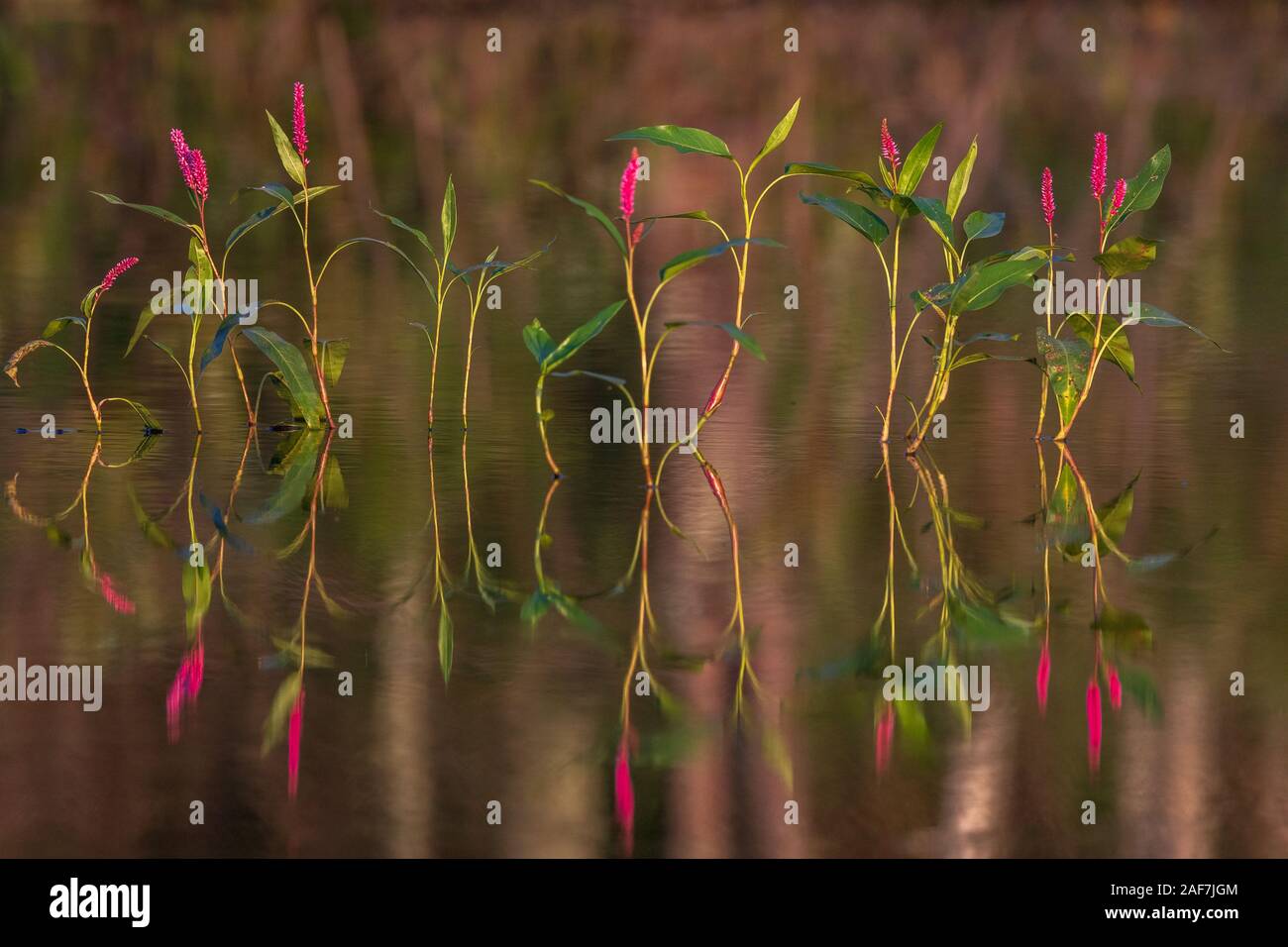 Swamp smartweed hi-res stock photography and images - Alamy