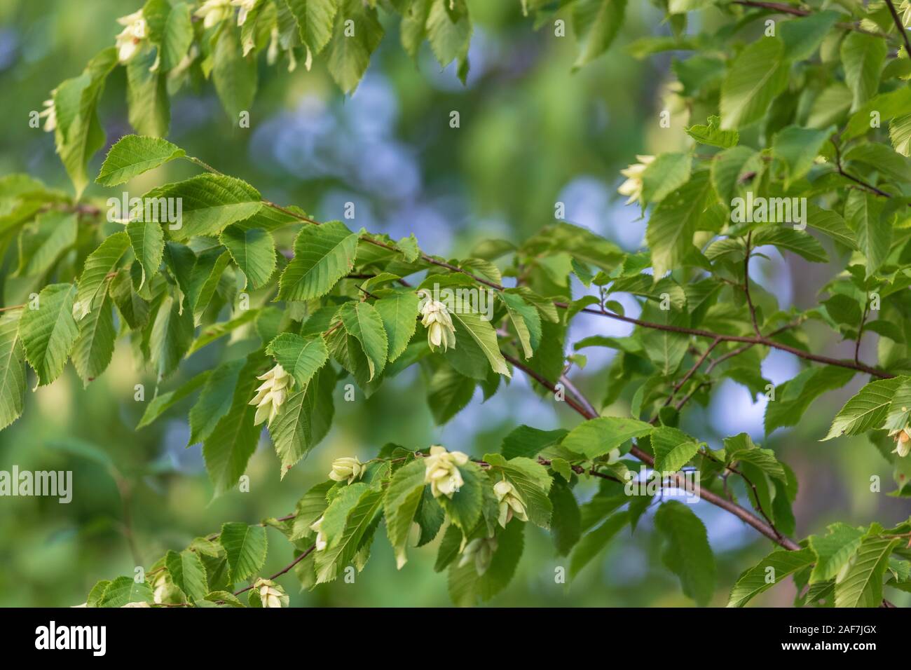 Packets tree seeds hi-res stock photography and images - Alamy