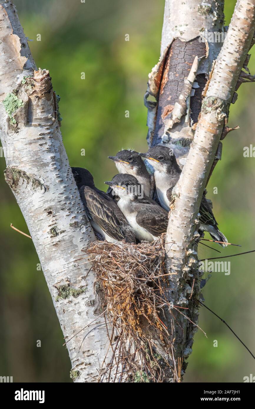 Baby kingbirds hi-res stock photography and images - Alamy
