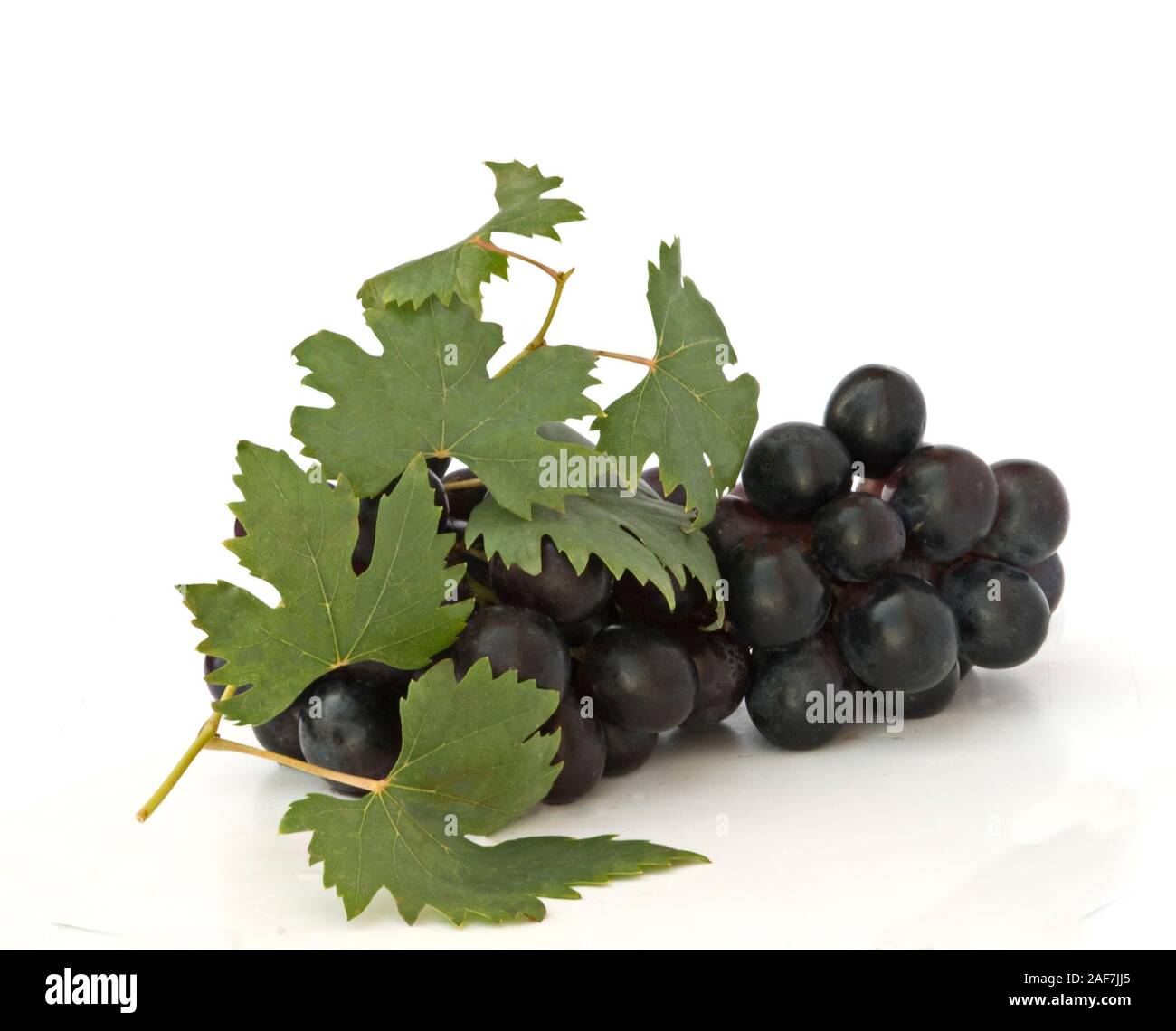 Grapevine isolated on white background Stock Photo - Alamy