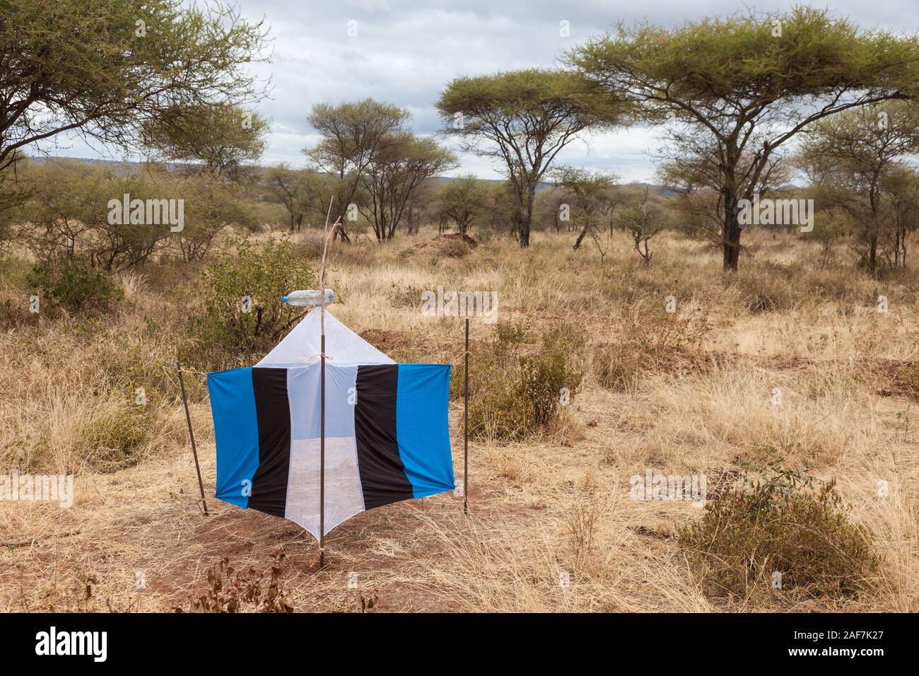 Tanzania. Tarangire National Park. Tsetse Fly Traps. Flies are ...