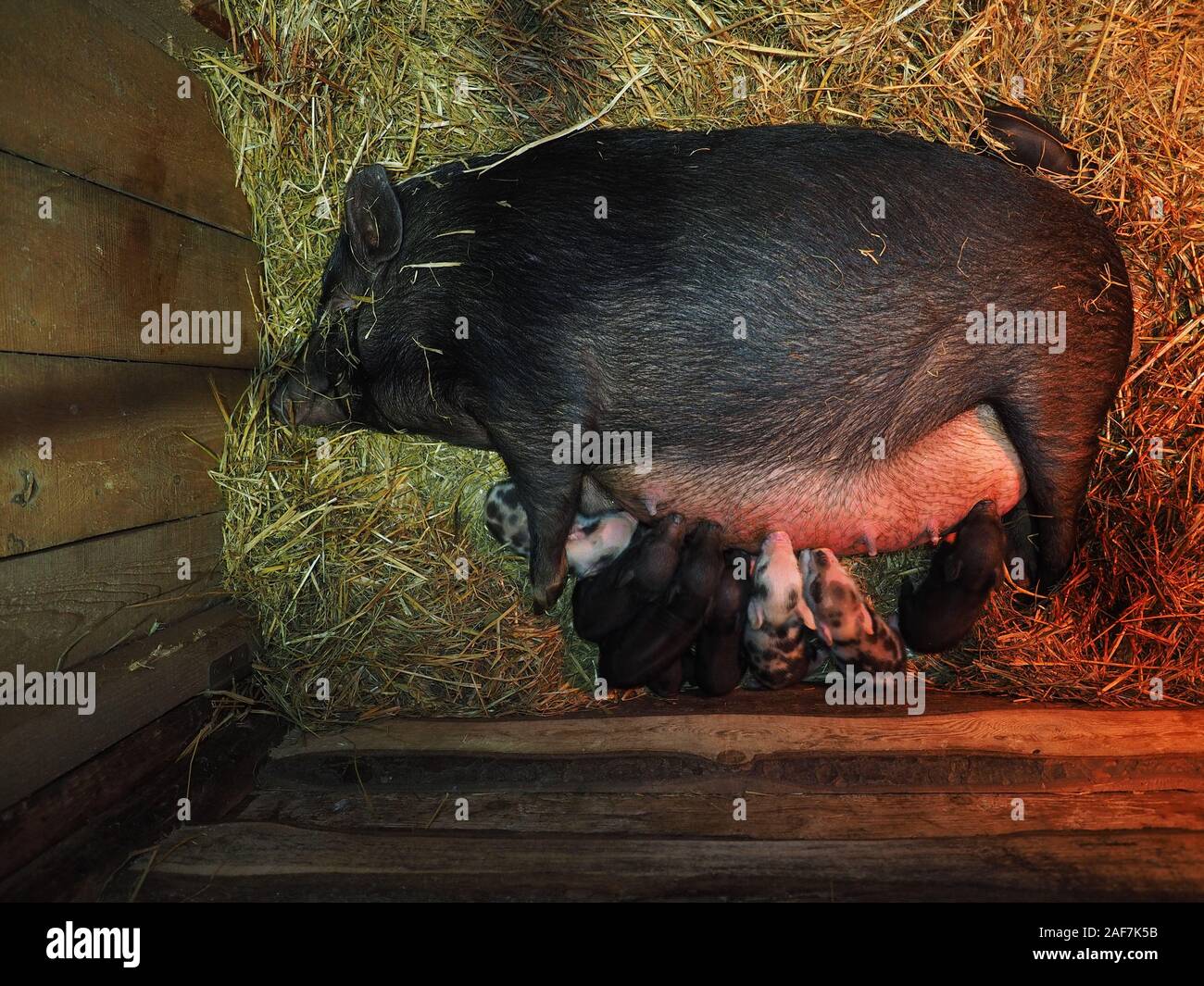 The sow and newborn piglets. The time of farrowing Stock Photo - Alamy