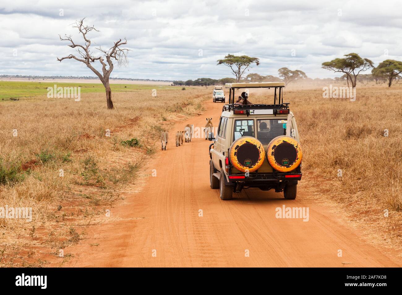 Tanzania. Tarangire National Park. Tourists Watching Lions near Silale ...