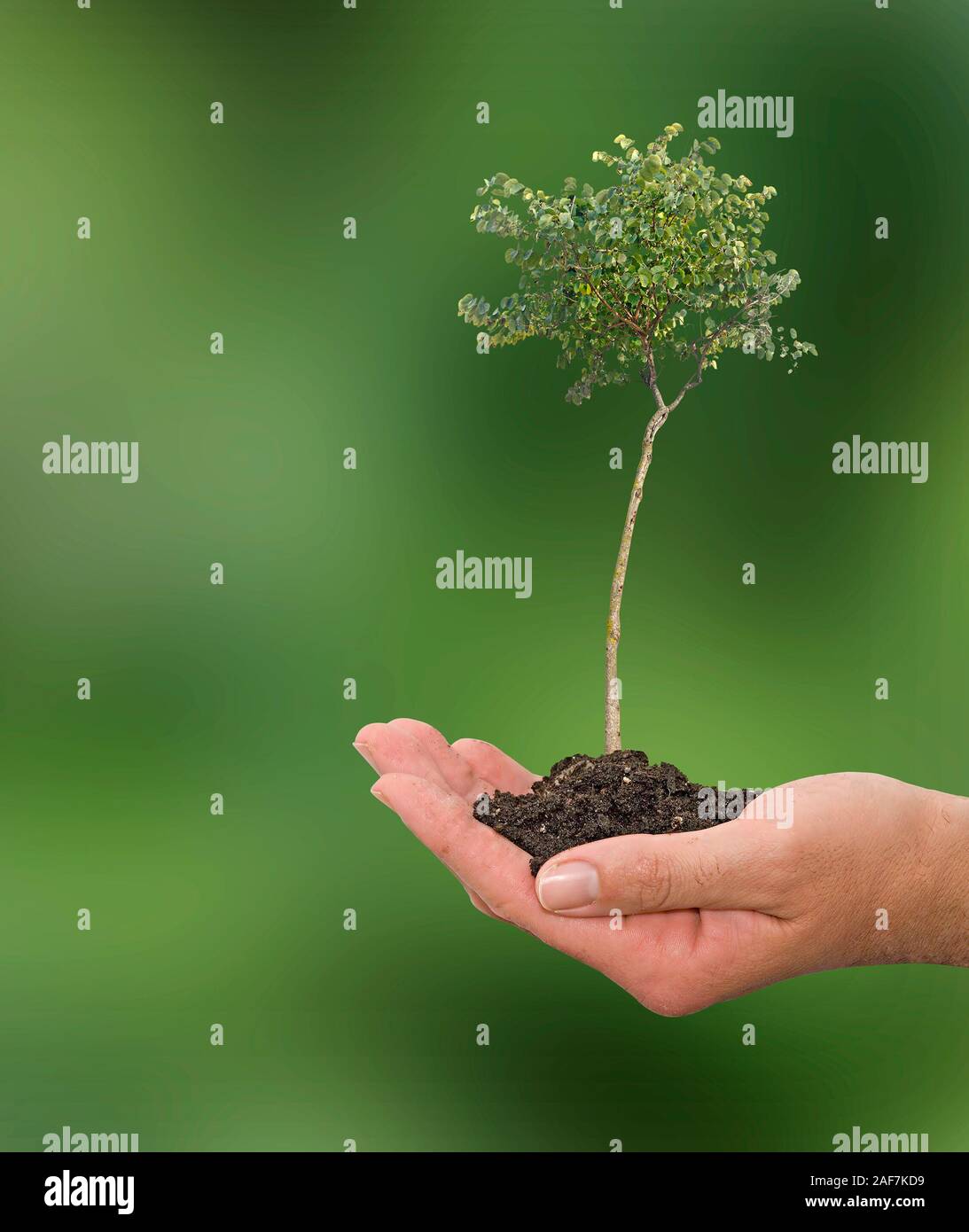 tree in hand Stock Photo - Alamy