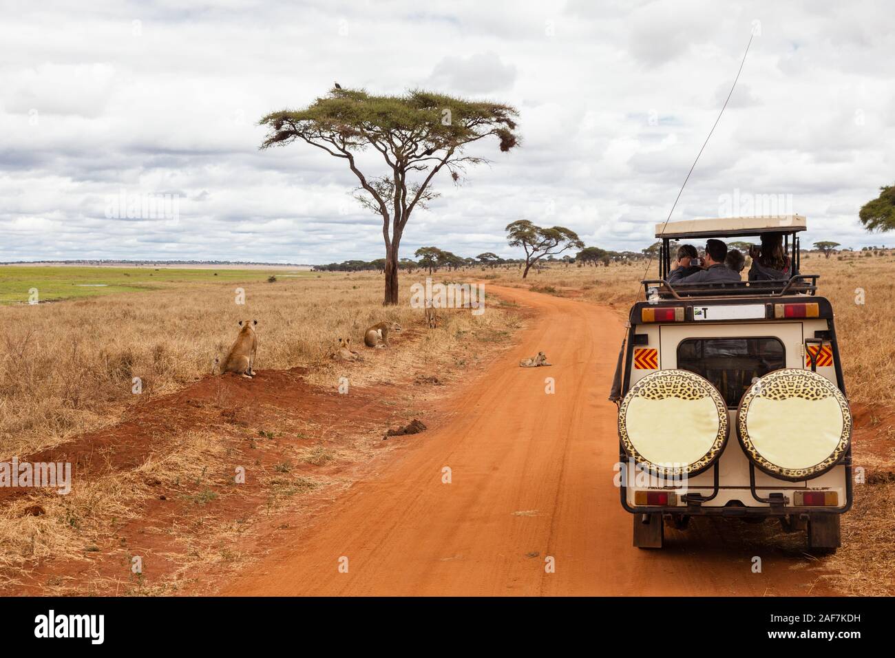 Tanzania. Tarangire National Park. Tourists Watching Lions near Silale ...