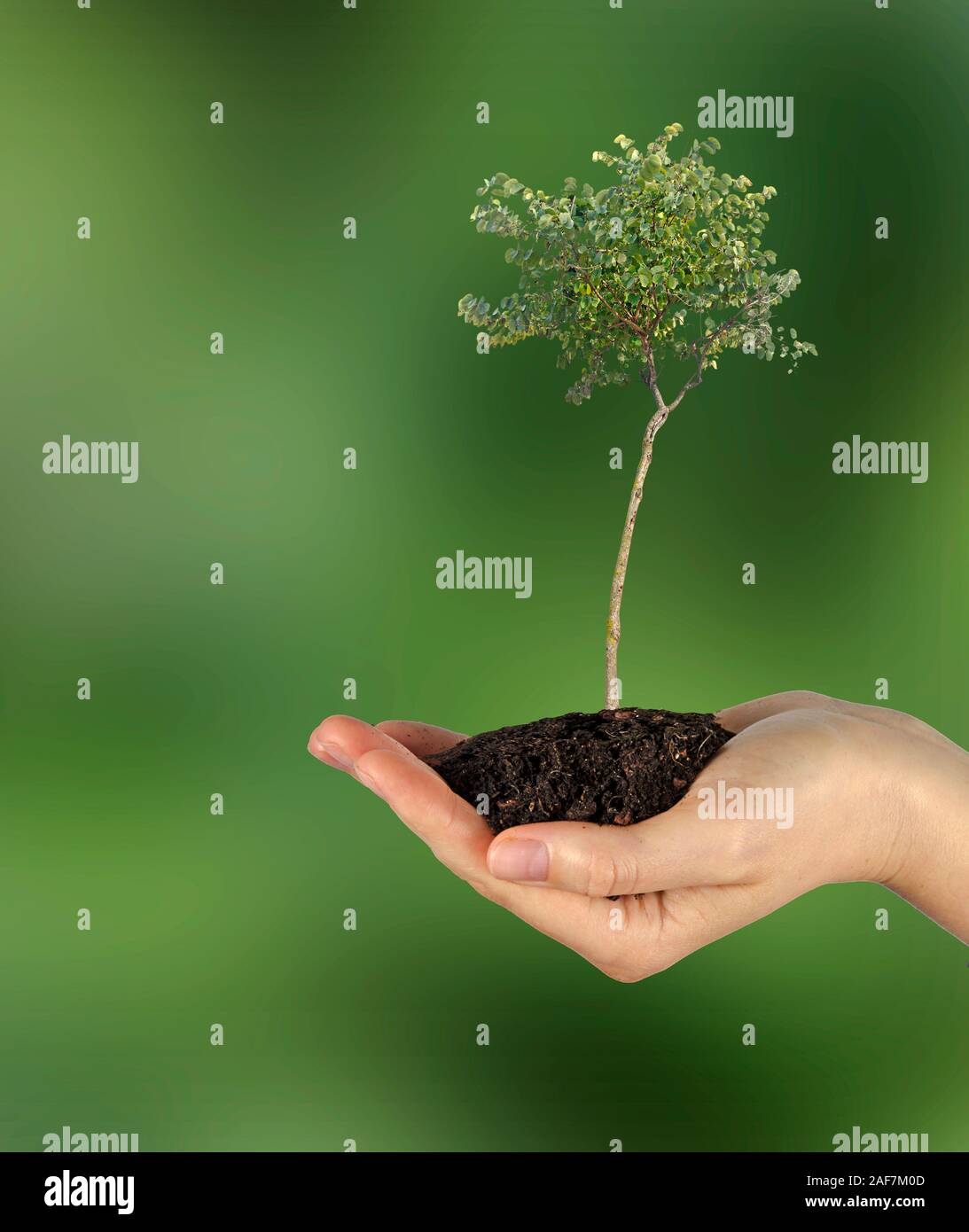 tree in hand Stock Photo - Alamy