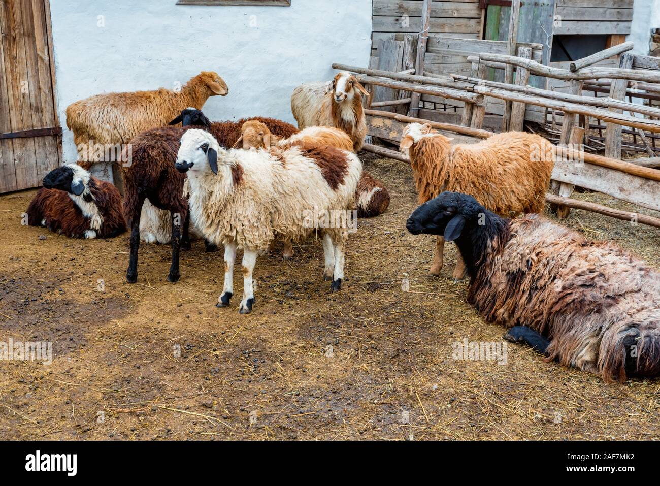 Group of colourful sheep rest on farmyard. Domestic cattle concept ...