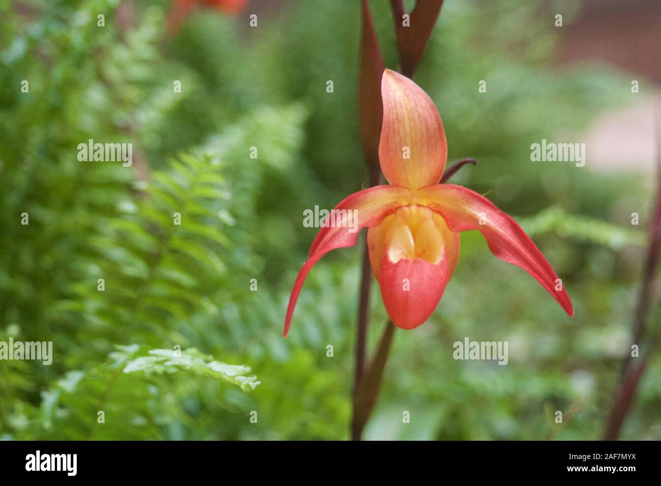 Orchid fern hi-res stock photography and images - Alamy