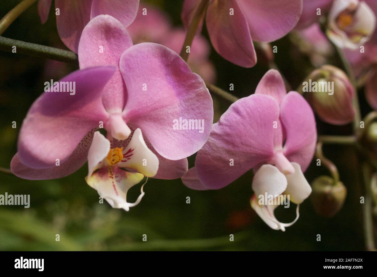 Orchids ecosystem hi-res stock photography and images - Alamy