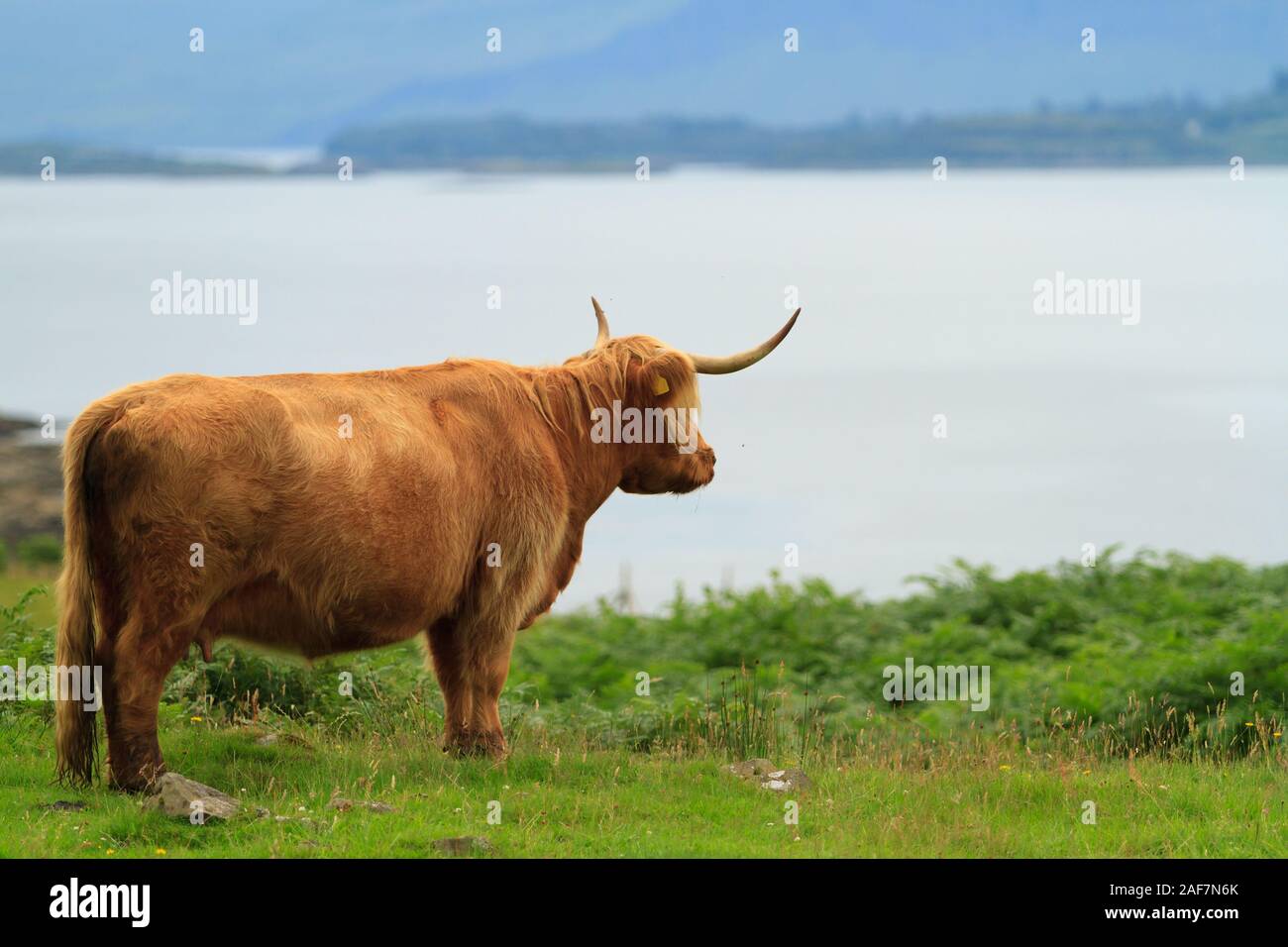 Highland Cow looking out over Loch Ba, Isle of Mull, Scotland Stock ...