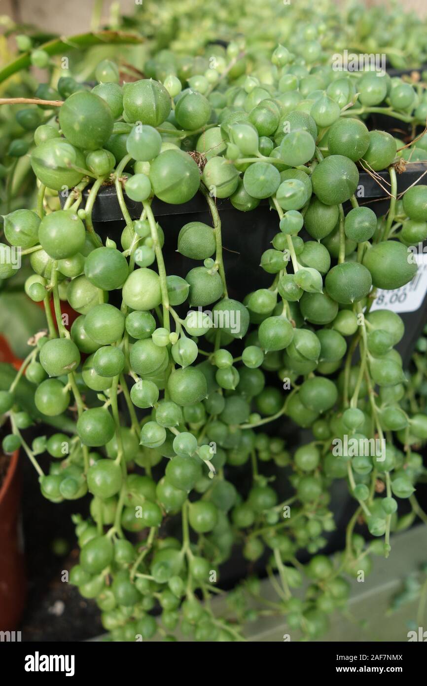 Detail of the senecio citriformis plant with round leaves Stock Photo ...