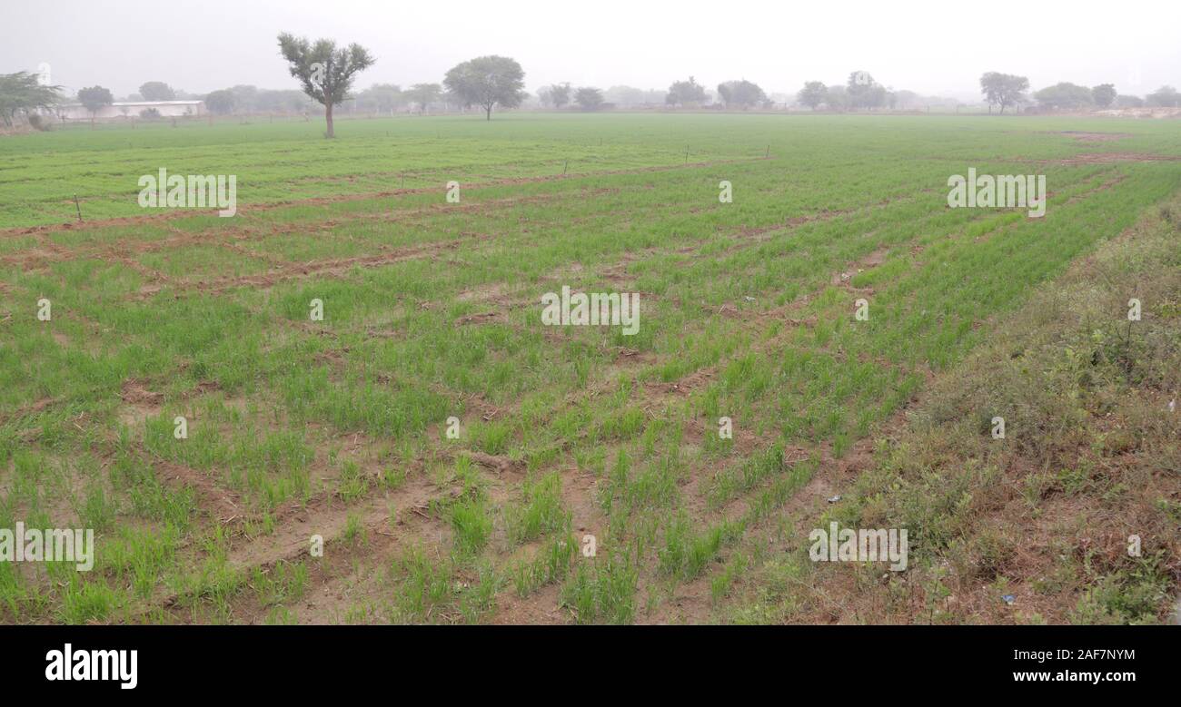 Smog on a agriculture field in a cold day at Beawar. (Photo by Sumit ...