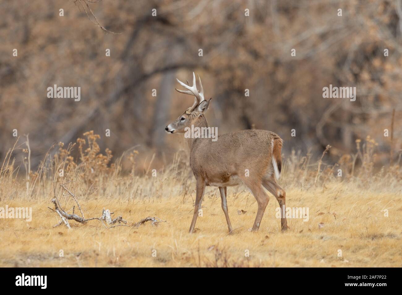Whitetail Deer Buck in the Fall Rut Stock Photo - Alamy