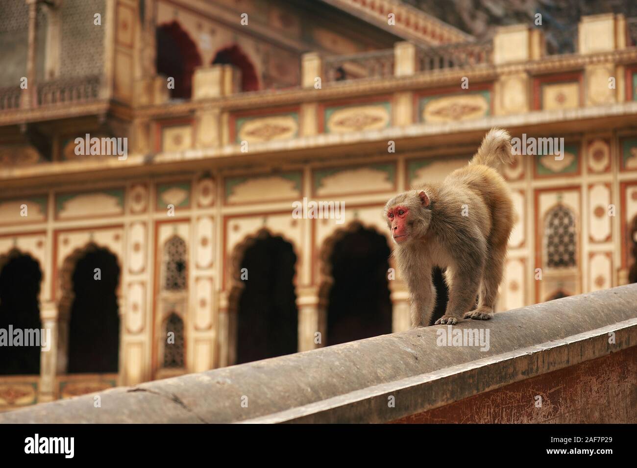 Red face monkey walking in Monkey Temple. Macaque at ancient temple ...