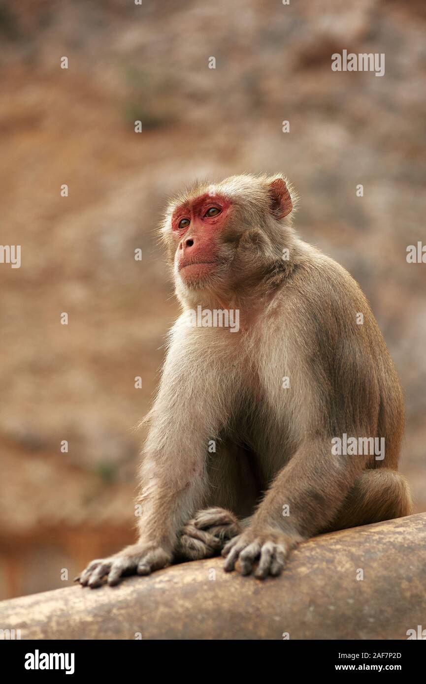 Red face monkey walking in Monkey Temple. Macaque at ancient temple ...