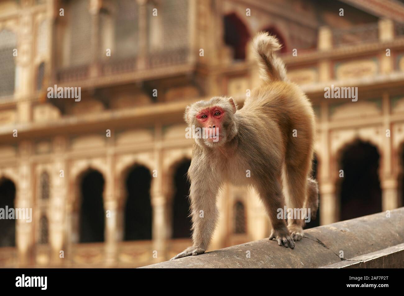 Red face monkey walking in Monkey Temple. Macaque at ancient temple ...