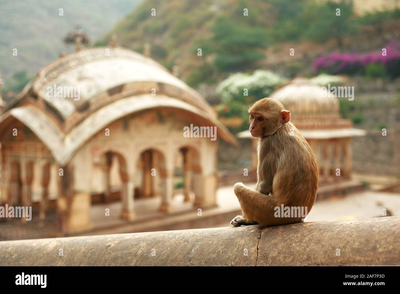 Pensive monkey sits in Monkey Temple. Cute monkey at ancient temple ...