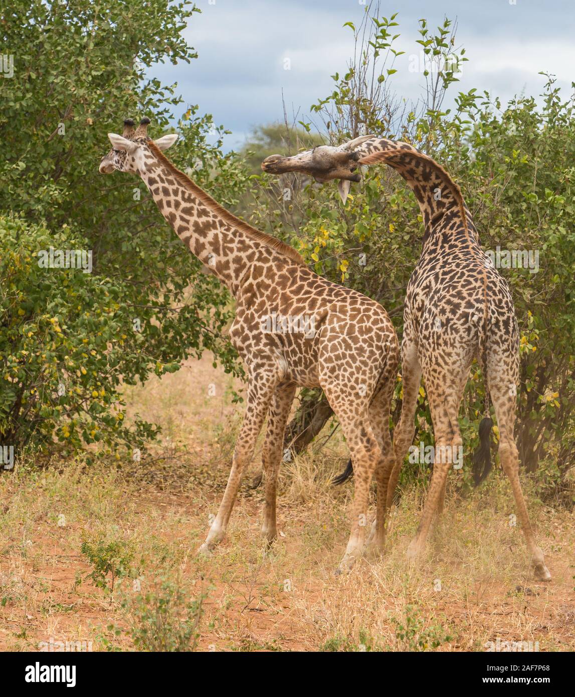 Tanzania. Two Young Adult Maasai Giraffes Fighting. Tarangire National ...