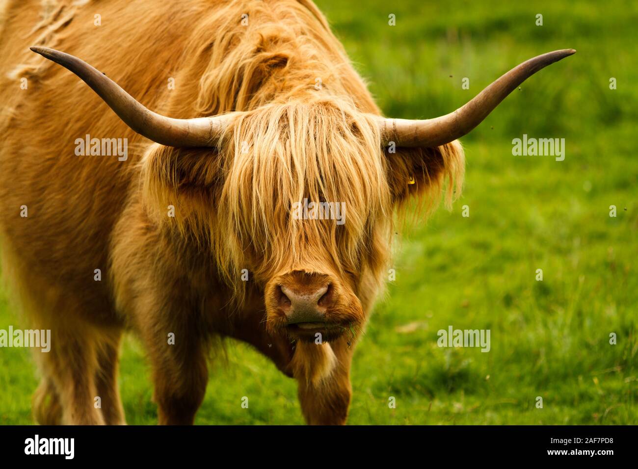 Highland Cattle with magnificent horns and hairy coat in pasture at ...