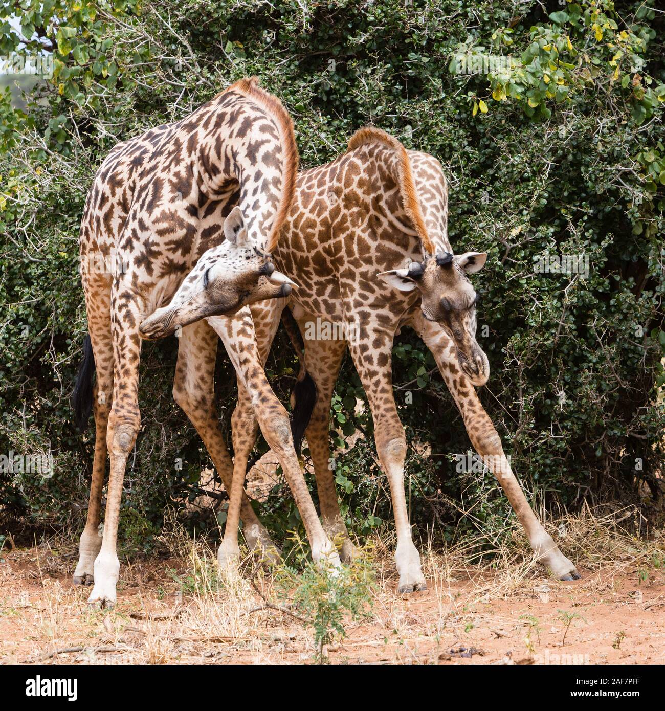 Giraffe fighting hi-res stock photography and images - Alamy