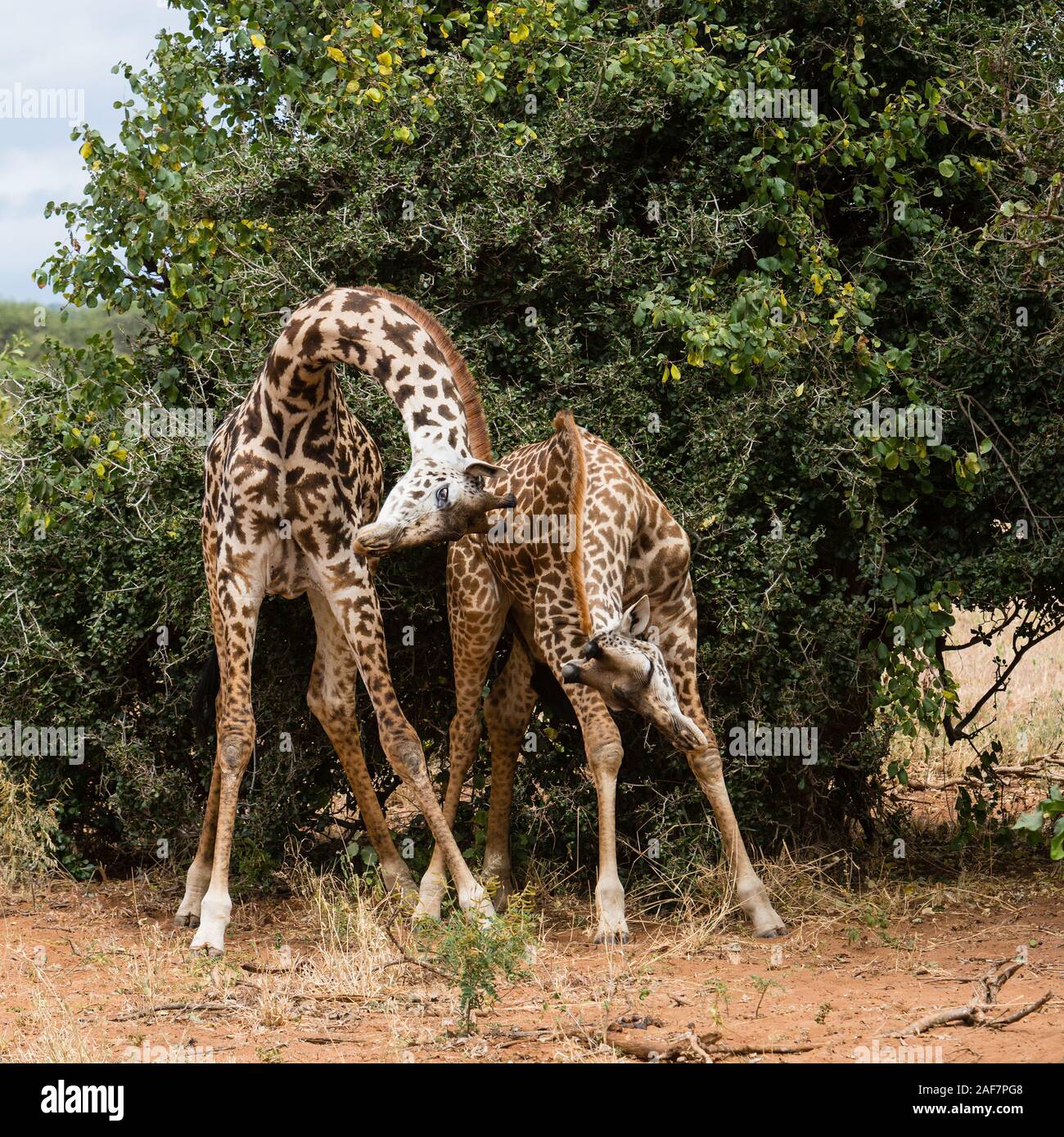 Giraffe fighting hi-res stock photography and images - Alamy