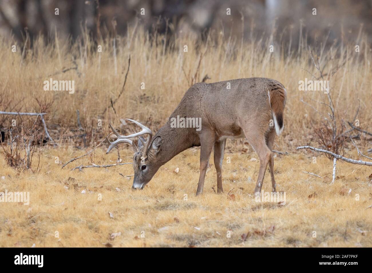 Whitetail Deer Buck in the Fall Rut Stock Photo - Alamy