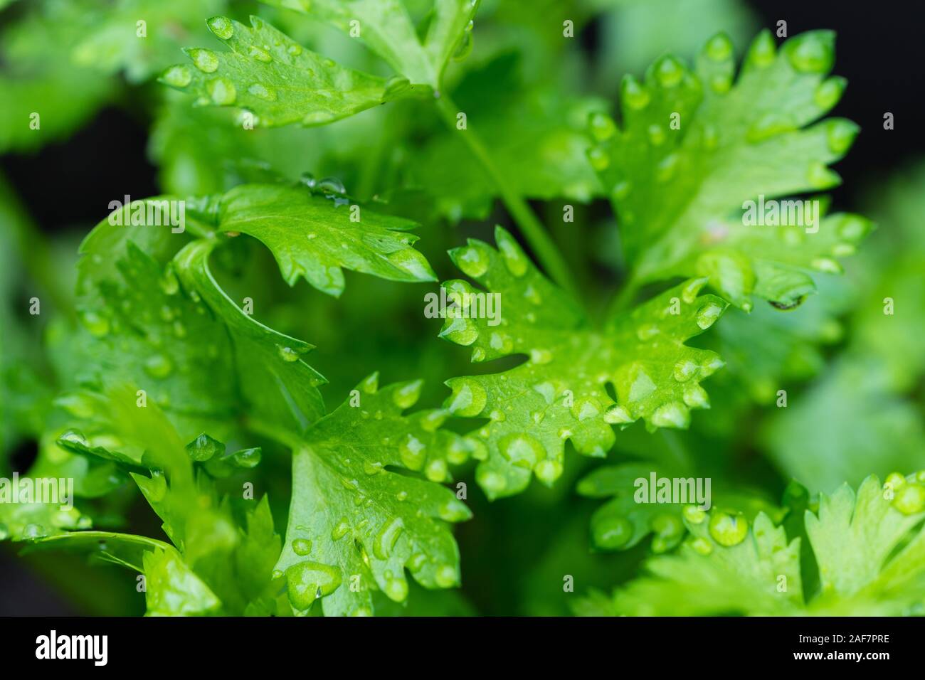 Celery plantation hi-res stock photography and images - Alamy