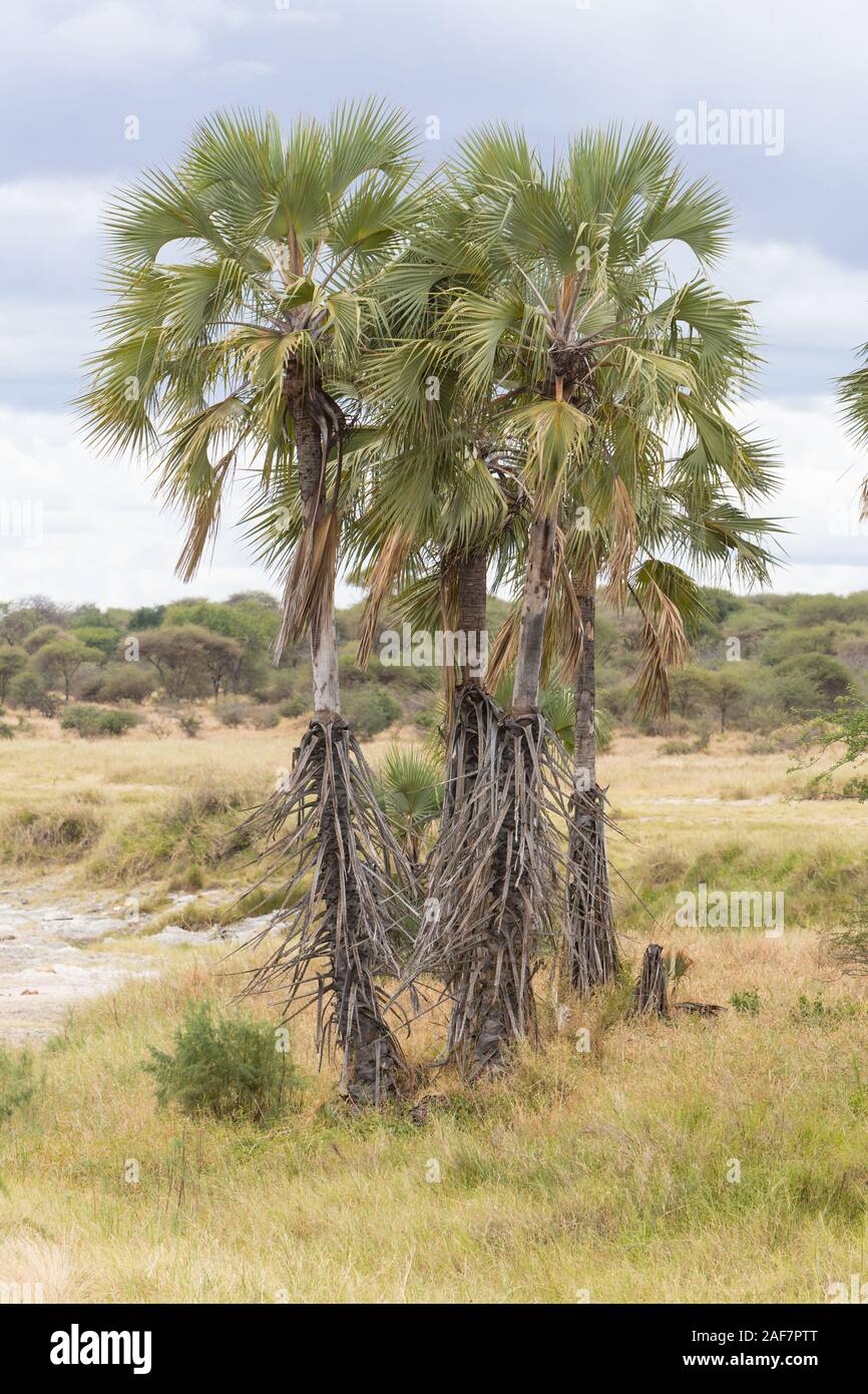 Tanzania. Tarangire National Park. Scenic Landscape with Doum Palms ...