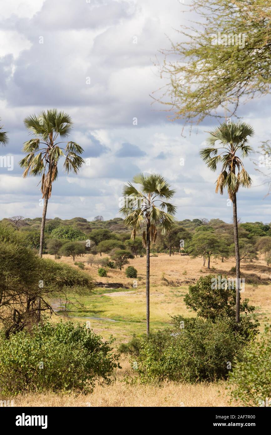 Hyphaene compressa hi-res stock photography and images - Alamy