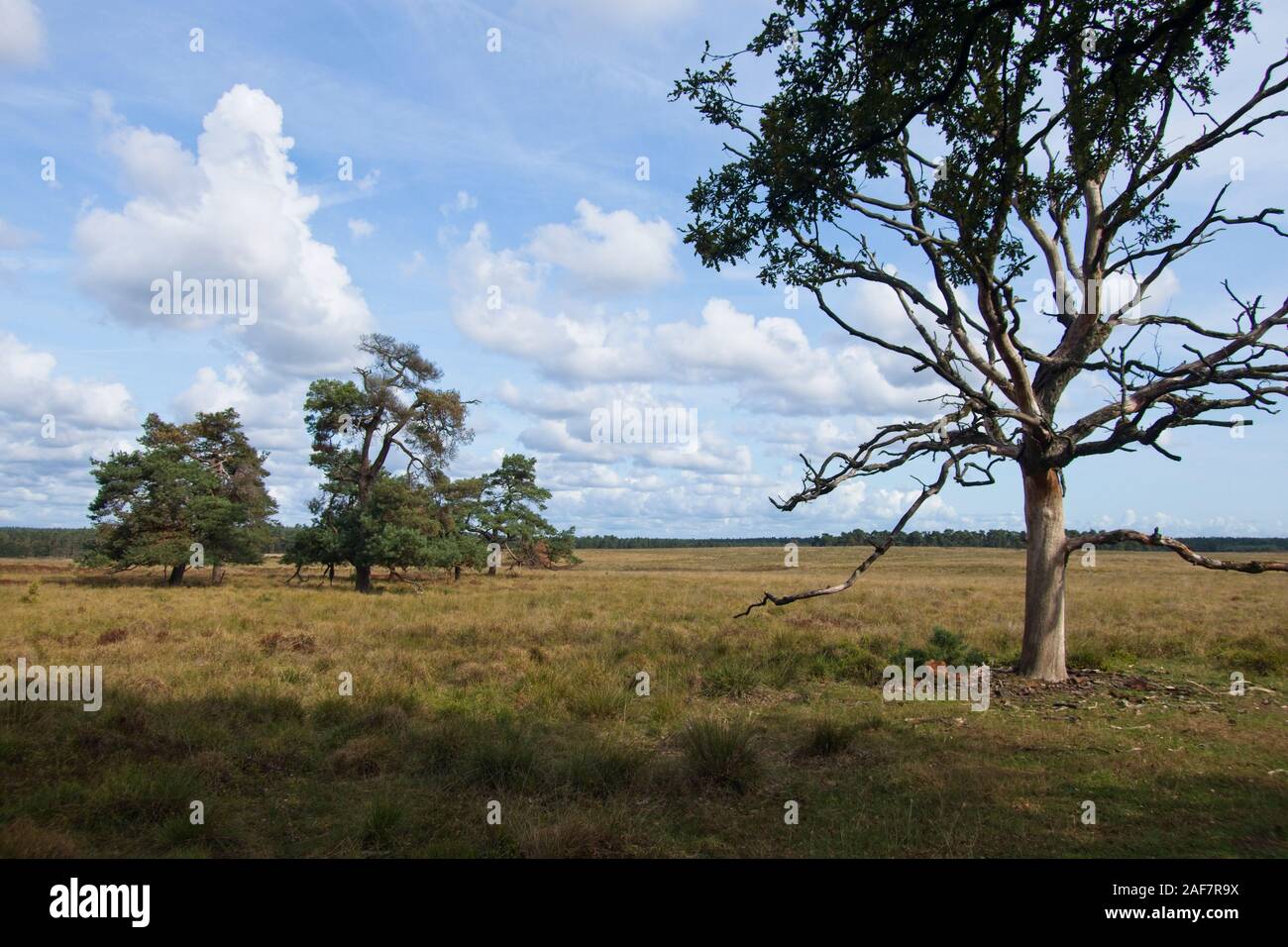 National park deelerwoud hi-res stock photography and images - Alamy