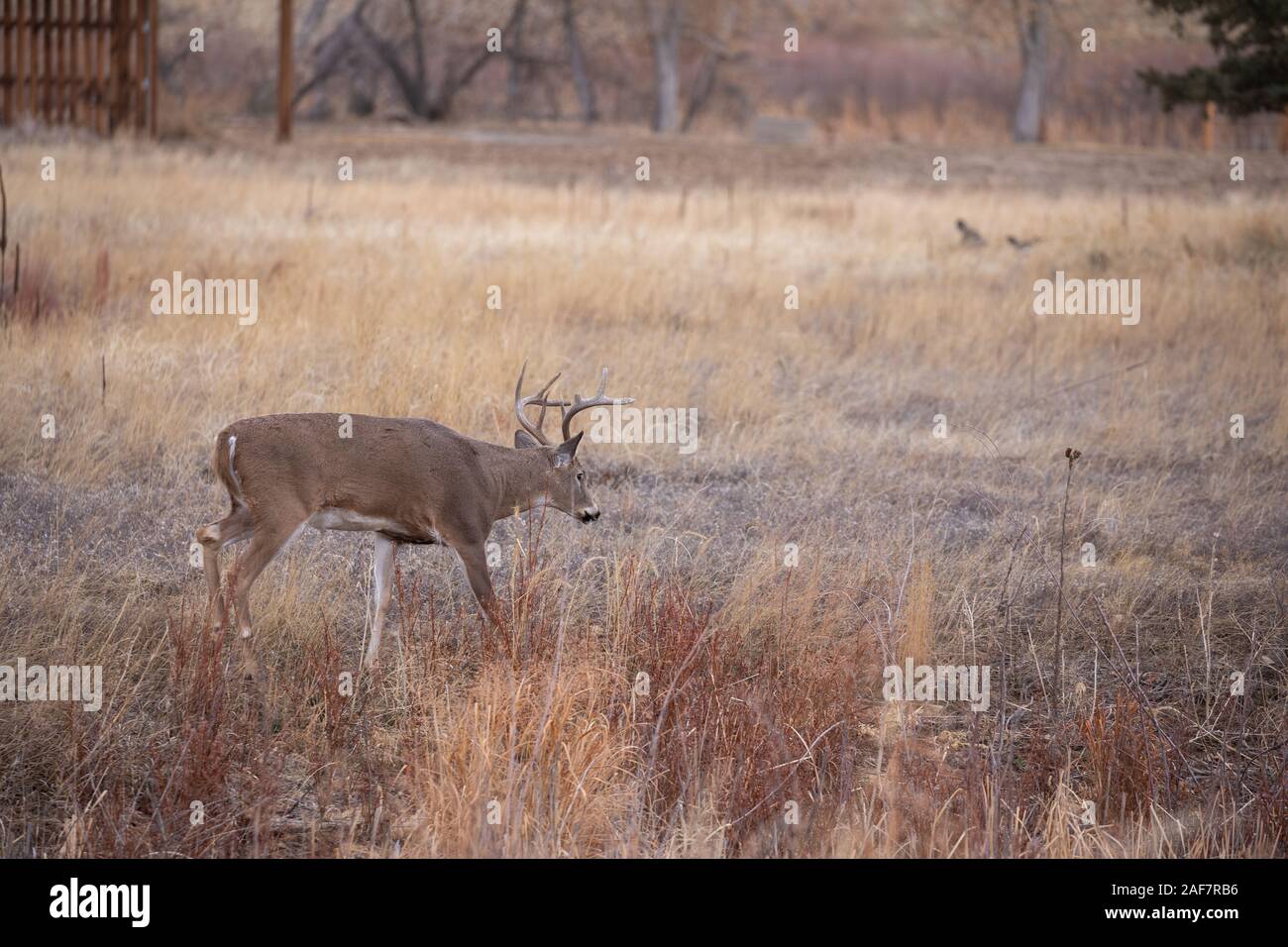Whitetail Deer Buck in the Fall Rut Stock Photo - Alamy