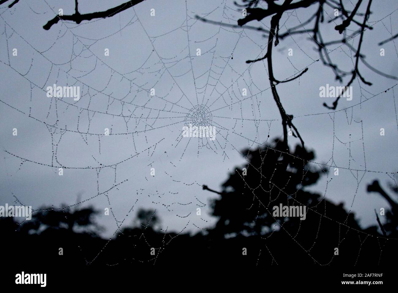 Spider web in a tree Stock Photo - Alamy