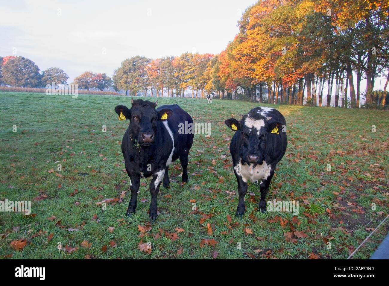 Friesian Holstein Cows in the field Stock Photo - Alamy