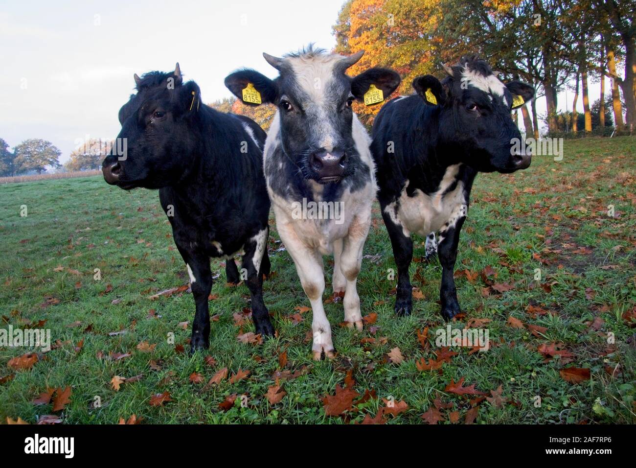 Friesian Holstein Cows in the field Stock Photo - Alamy