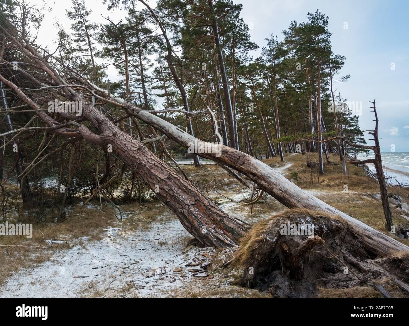 Broken pine trees hi-res stock photography and images - Alamy
