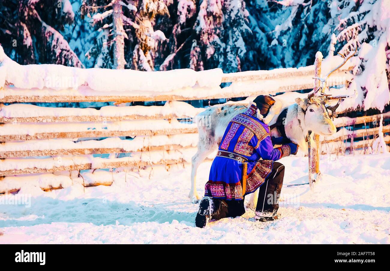 Man in Saami traditional garment at Reindeer in Finland reflex Stock ...