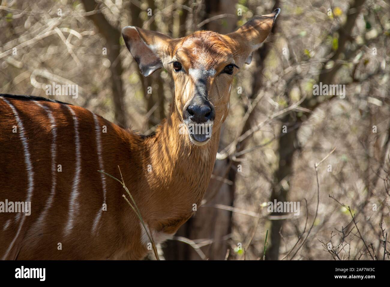 Head shot of a female Nyala Stock Photo - Alamy