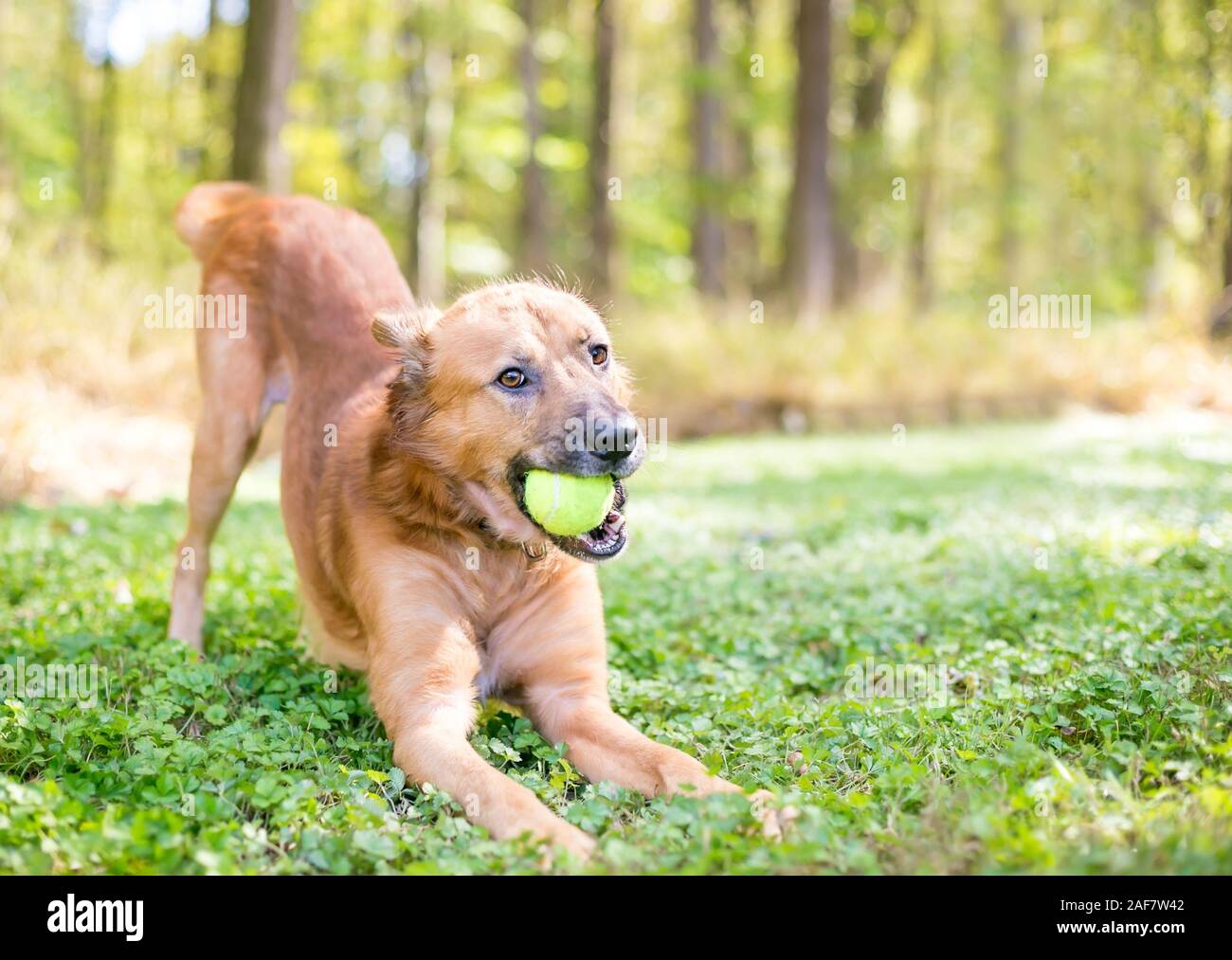 Dog body language hi-res stock photography and images - Alamy