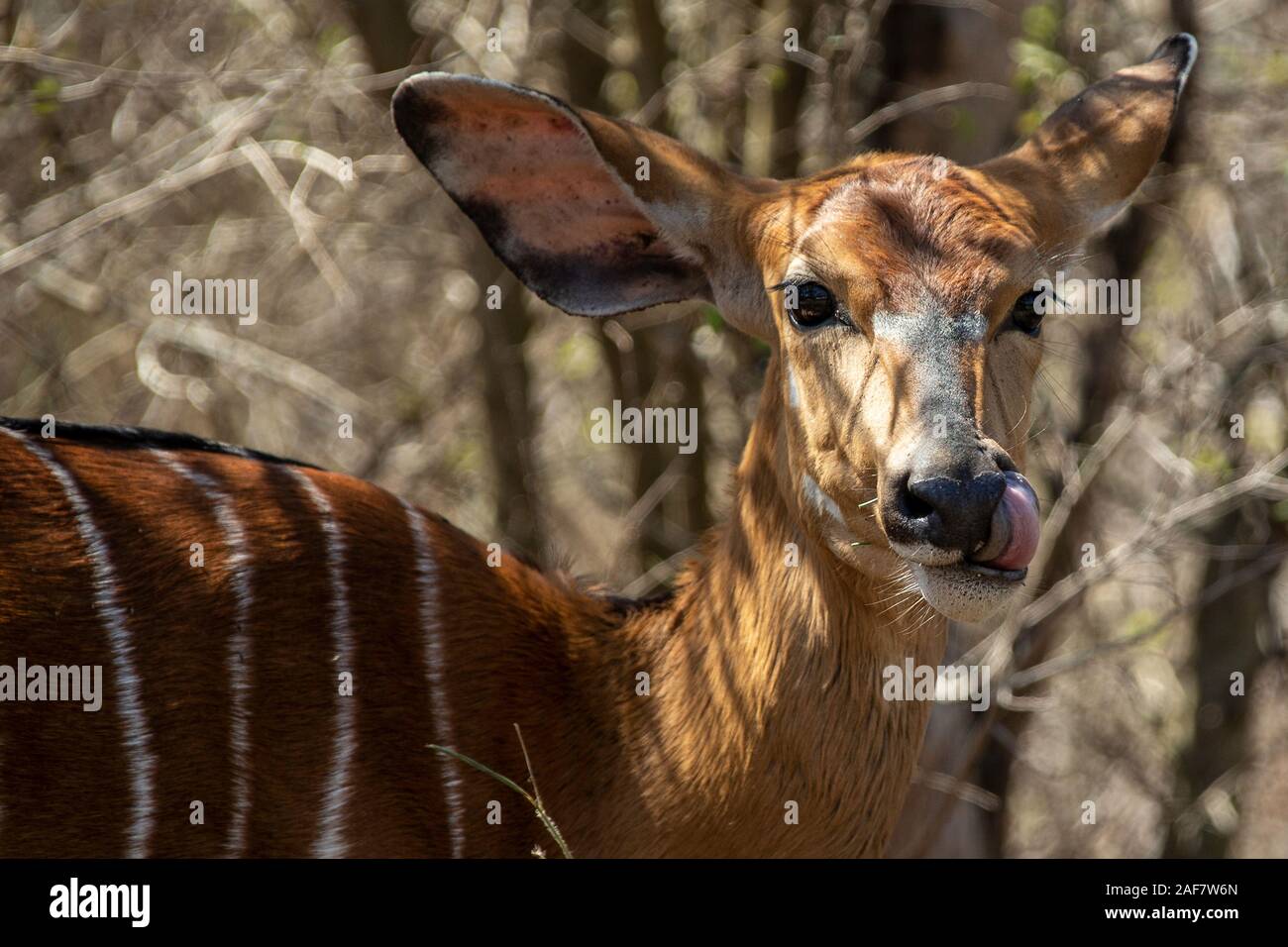 Lips licking female hi-res stock photography and images - Alamy