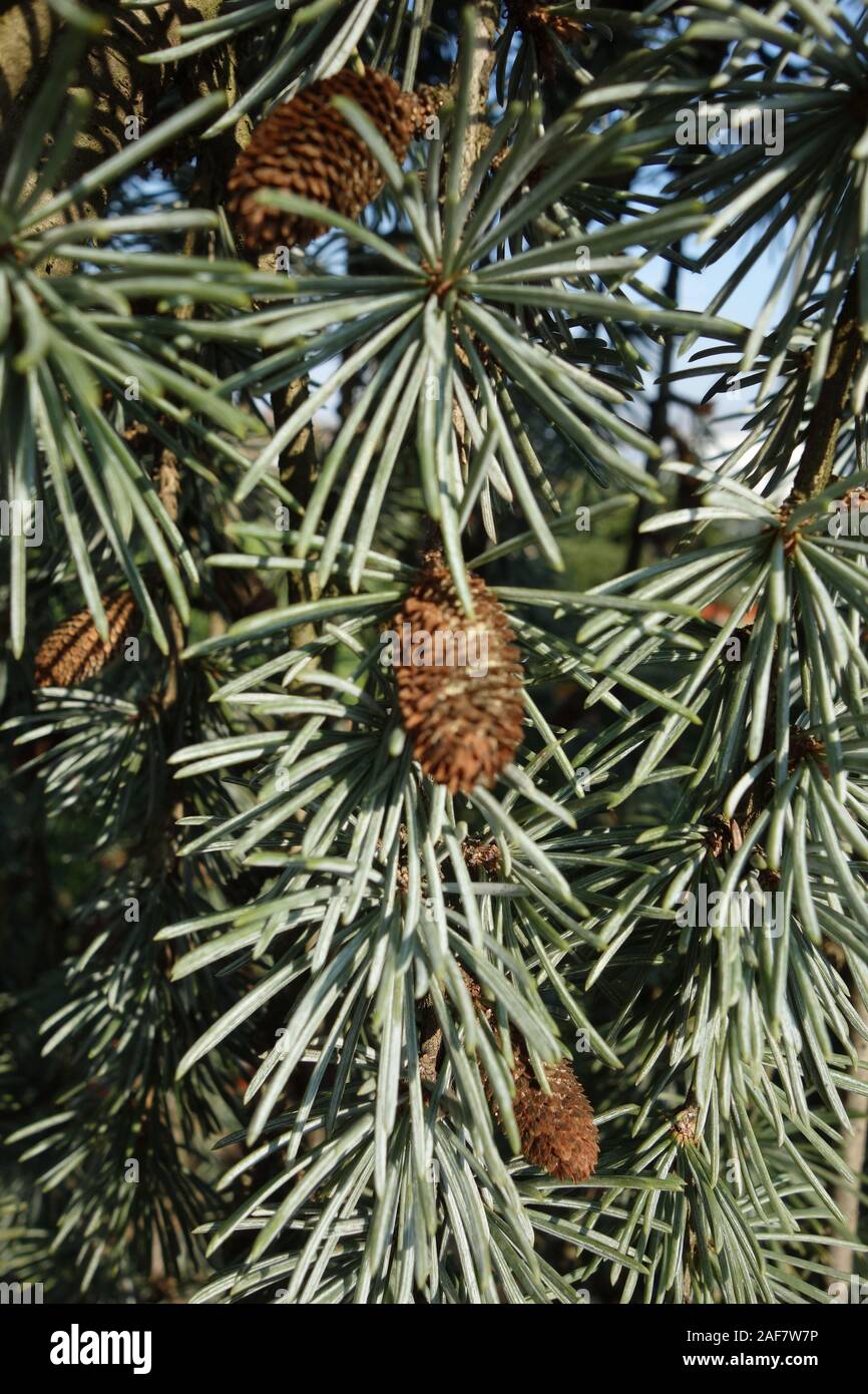 Detail of a pine hi-res stock photography and images - Alamy