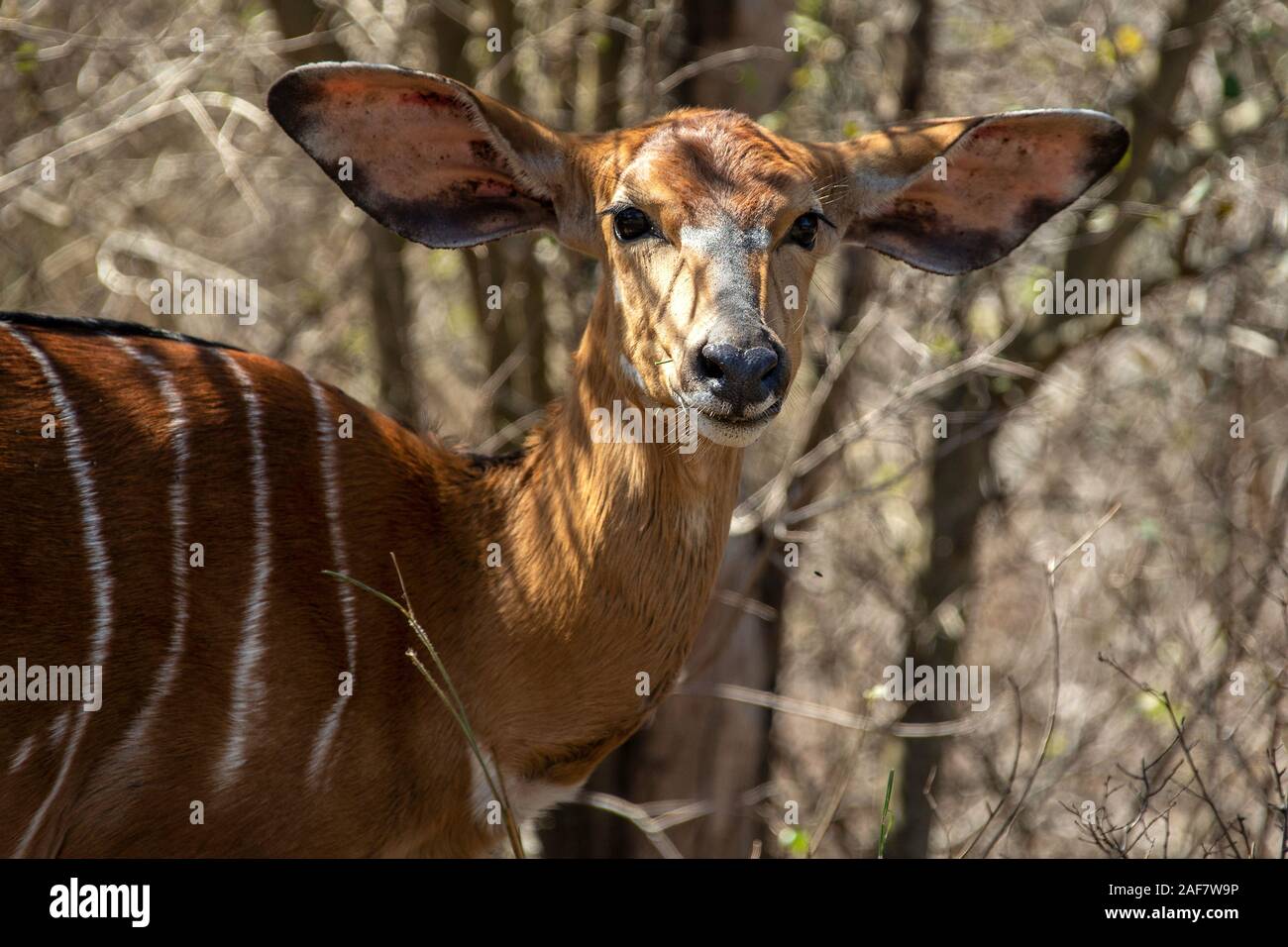 Female nyala hi-res stock photography and images - Alamy